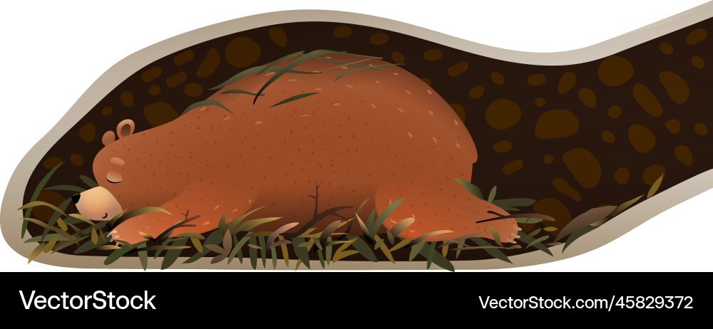 Bear sleeping in its den or burrow underground Vector Image