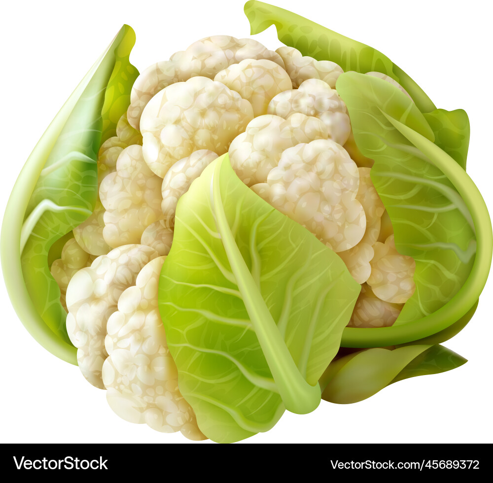 Realistic cauliflower sprout composition Vector Image