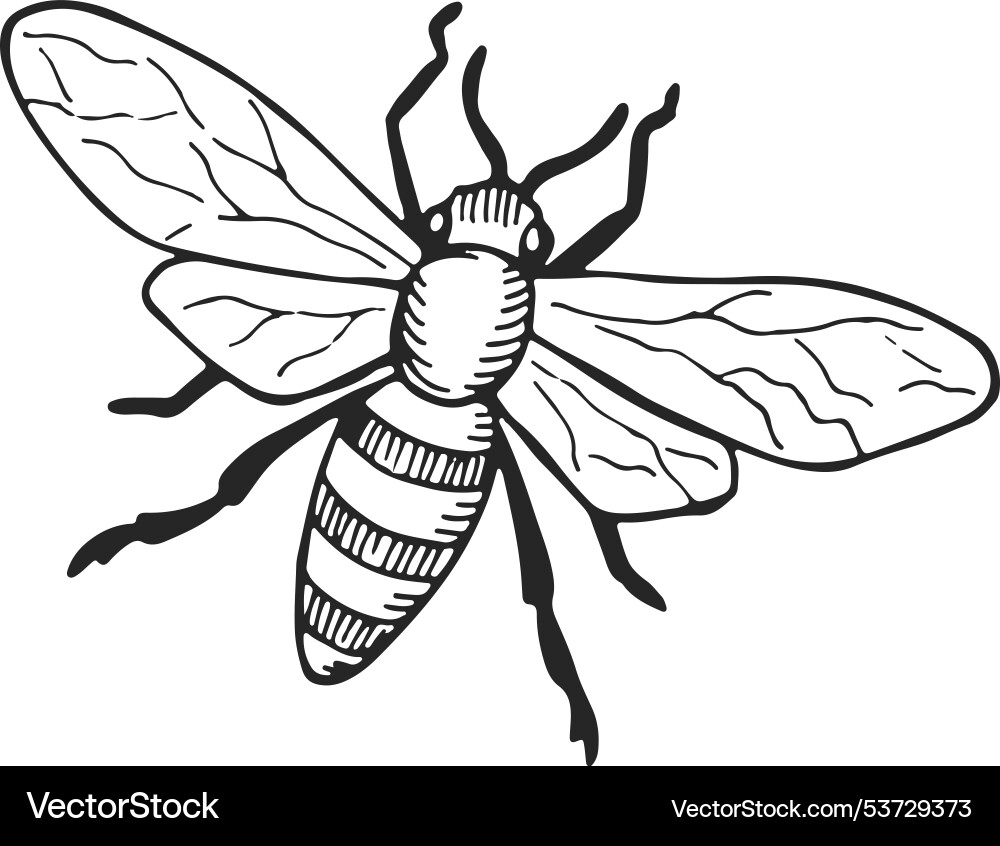 Honey bee sketch hand drawn insect icon Royalty Free Vector
