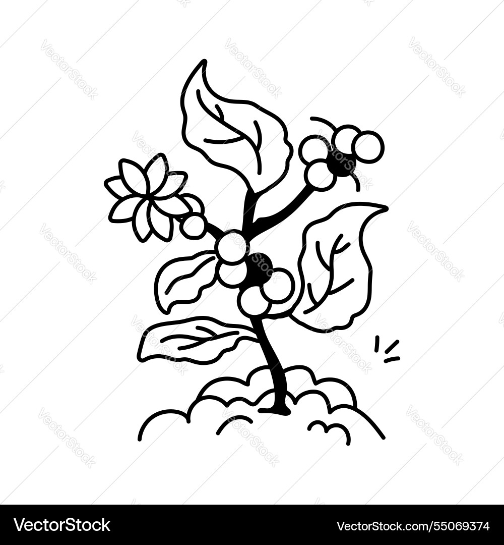 Coffee plant Royalty Free Vector Image - VectorStock