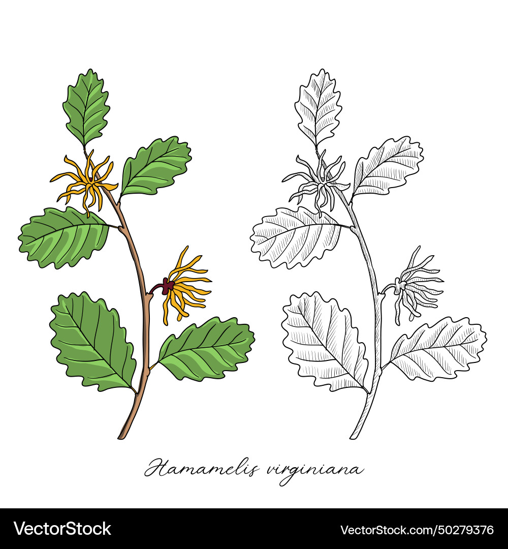 Drawing witch-hazel Royalty Free Vector Image - VectorStock