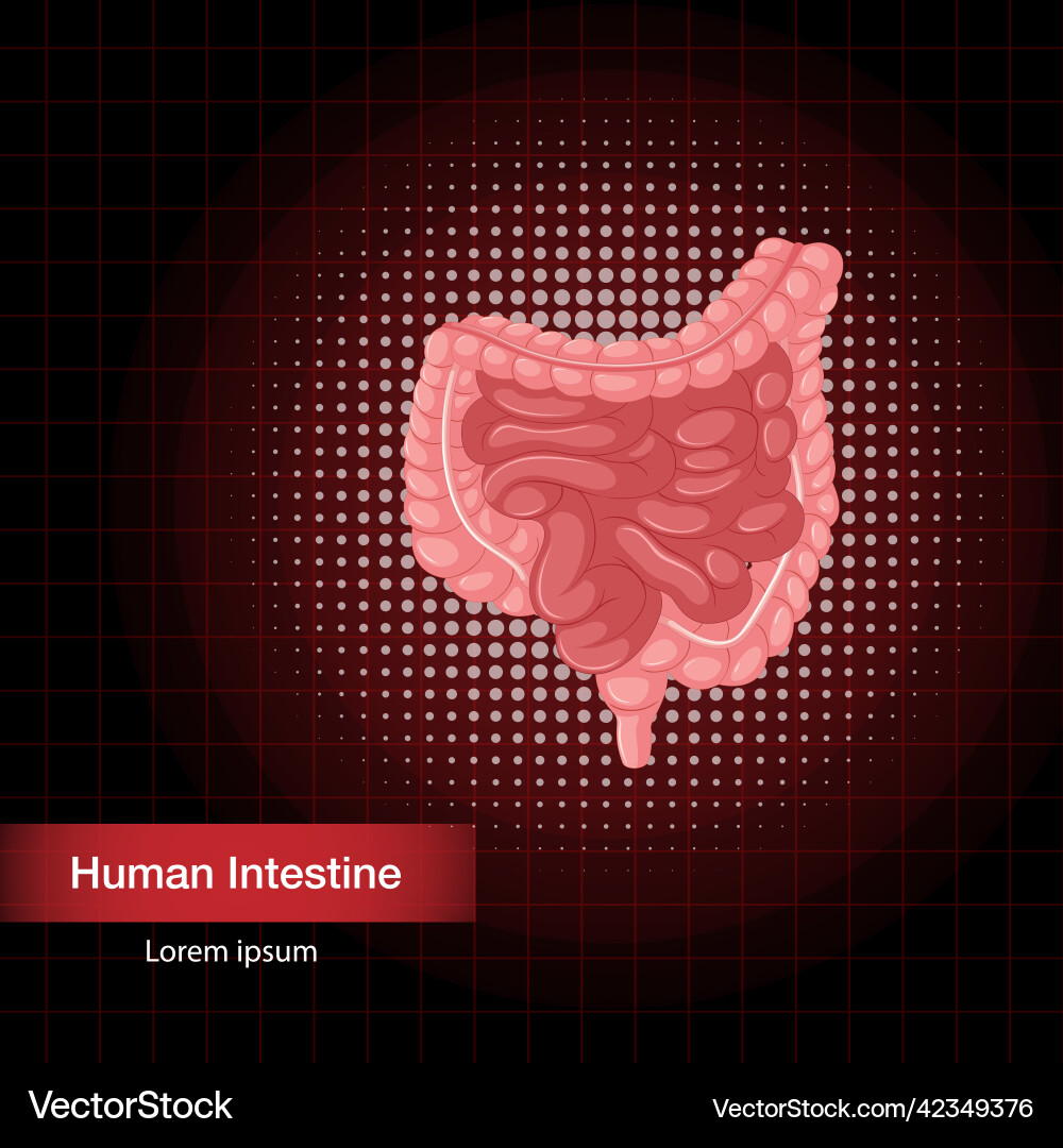 Human internal organ with intestine Royalty Free Vector