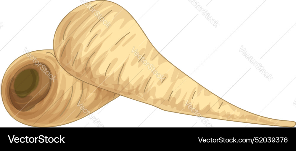 Two parsnips lying horizontally on white Vector Image