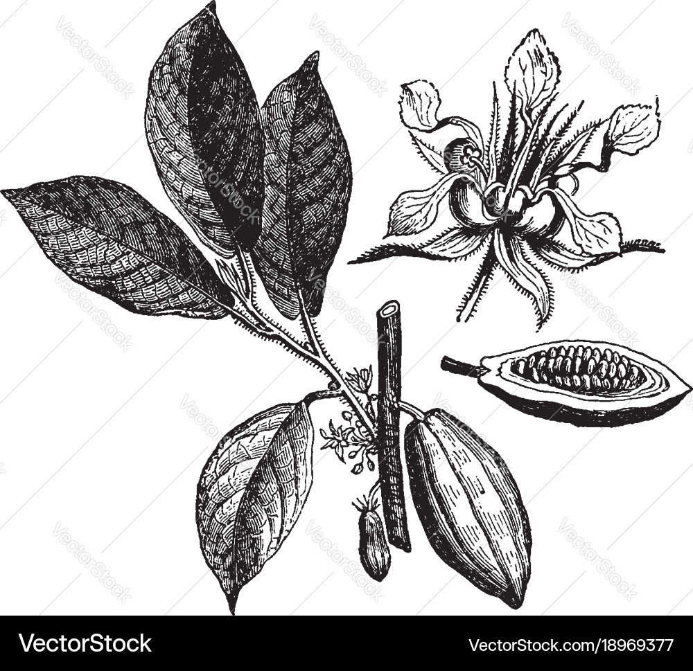 Cacao Tree Vector Images (over 2,200)