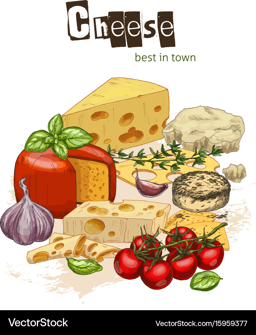 Color realistic sketch of cheese Royalty Free Vector Image