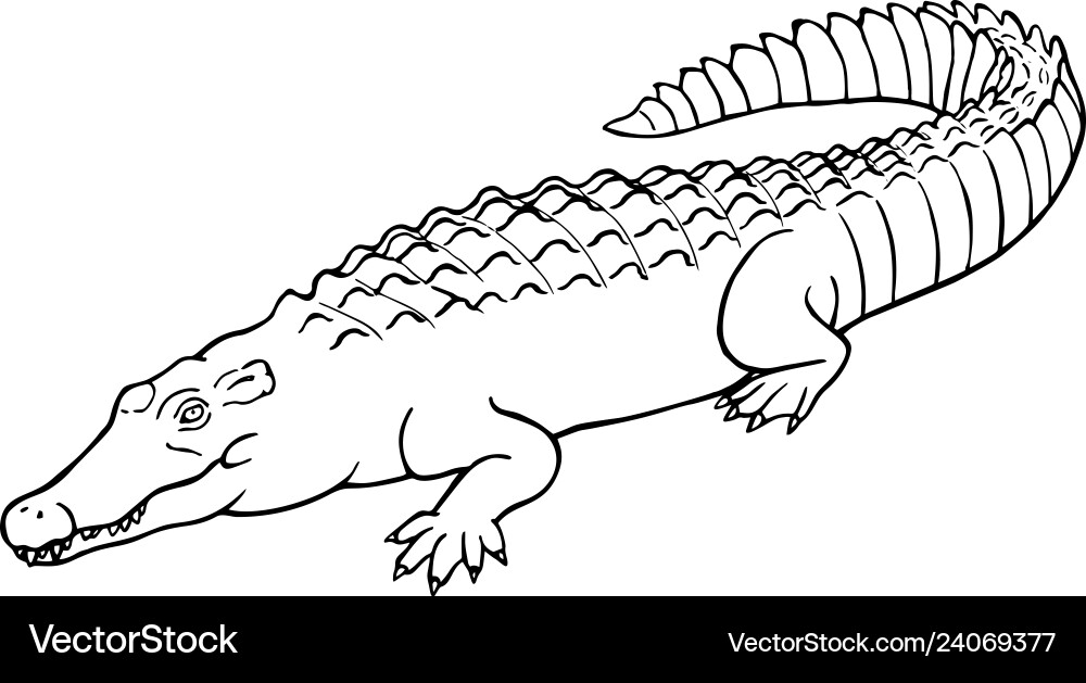 Hand drawn crocodile linear style line Royalty Free Vector