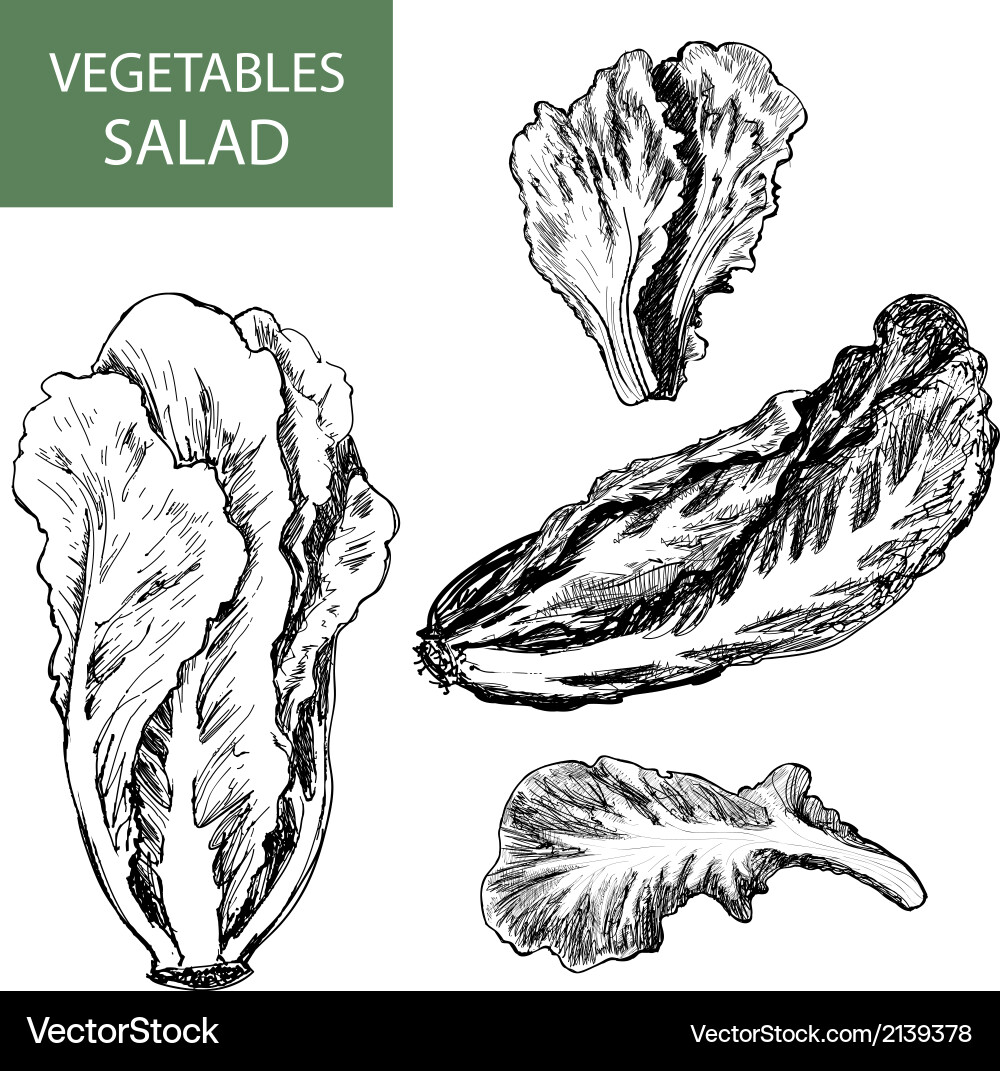 Salad - set Royalty Free Vector Image - VectorStock