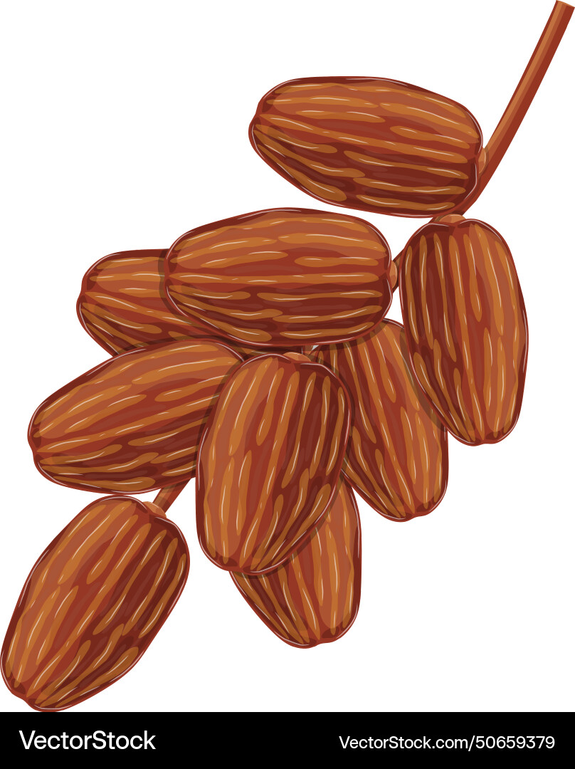 Dates fruit with stalks Royalty Free Vector Image