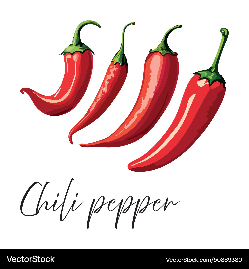 Chili pepper Royalty Free Vector Image - VectorStock