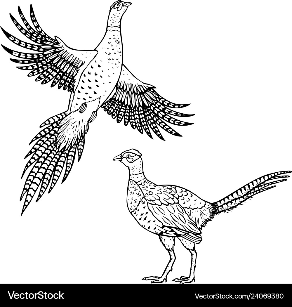 Hand drawn pheasant linear style line Royalty Free Vector