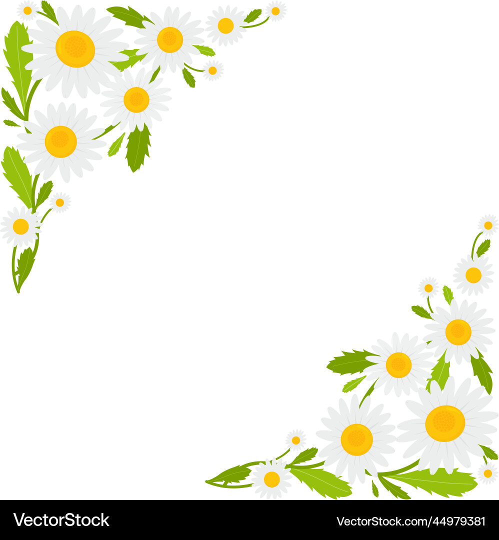 Daisy flowers background Royalty Free Vector Image