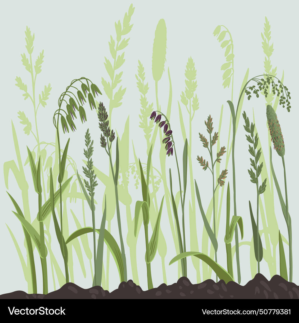 Drawing wild grass Royalty Free Vector Image - VectorStock