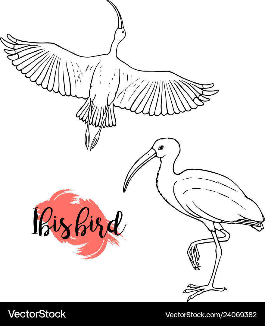 Hand drawn ibis linear style line drawing Vector Image