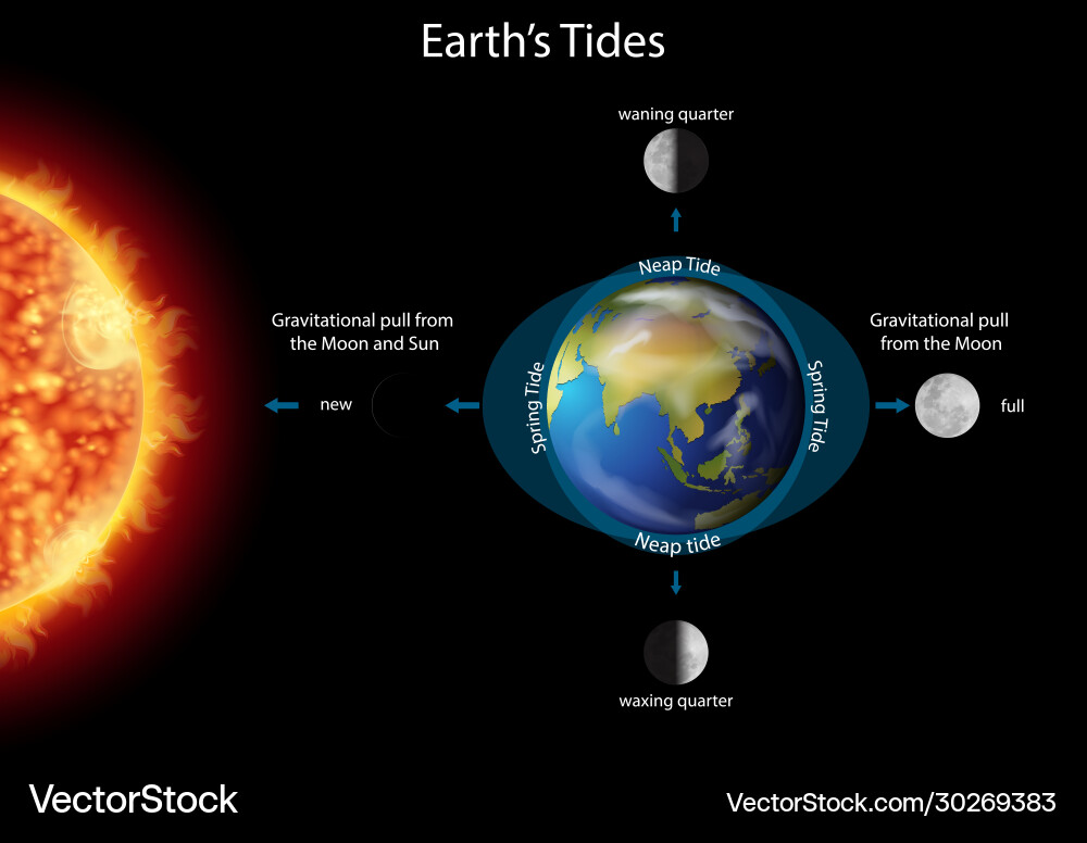 Diagram showing earth tides Royalty Free Vector Image