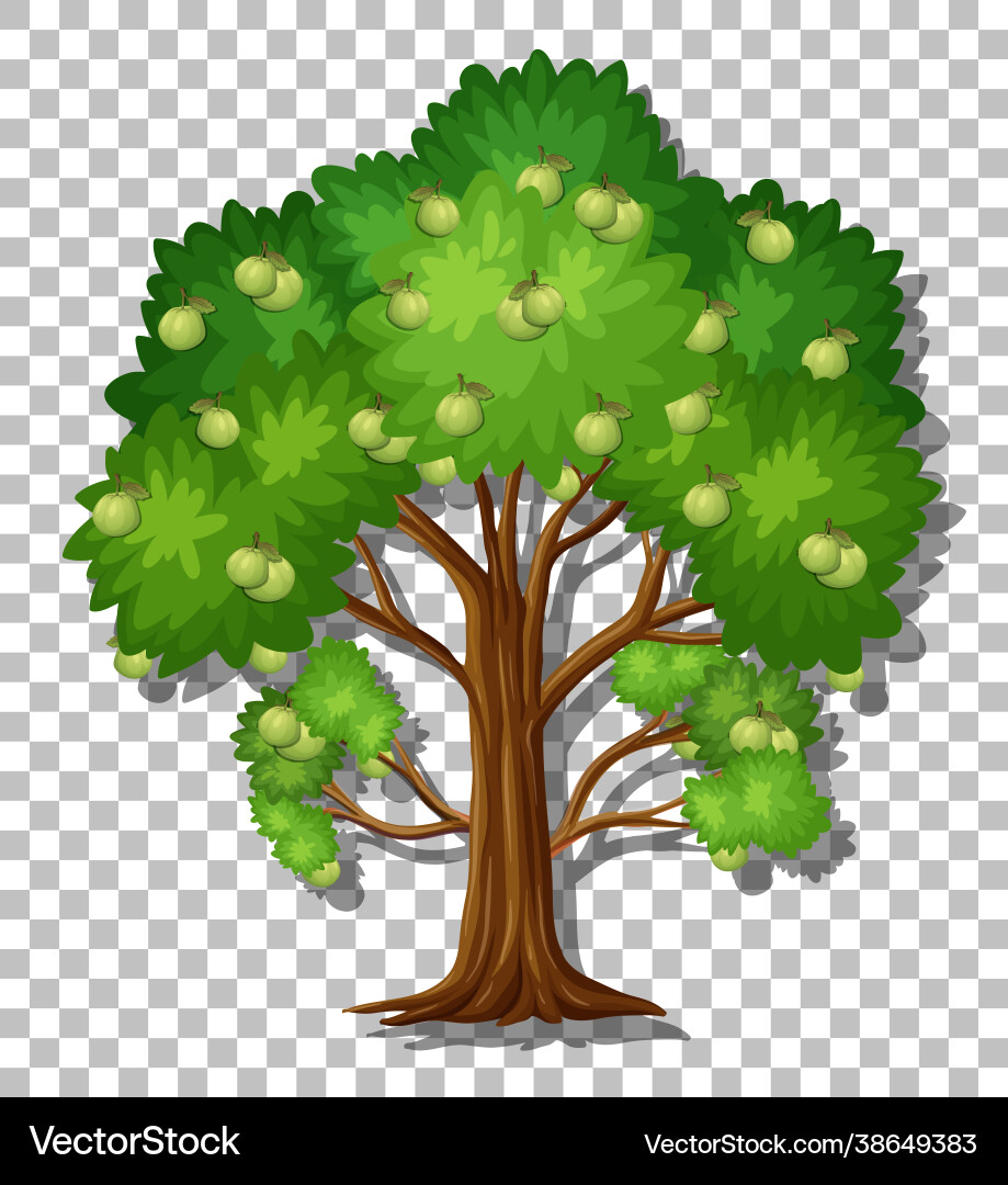 Guava tree on transparent background Royalty Free Vector