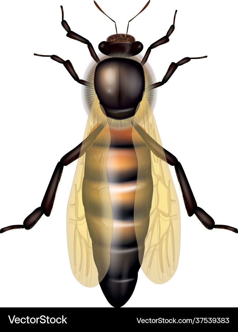 Realistic queen bee on white background detailed Vector Image