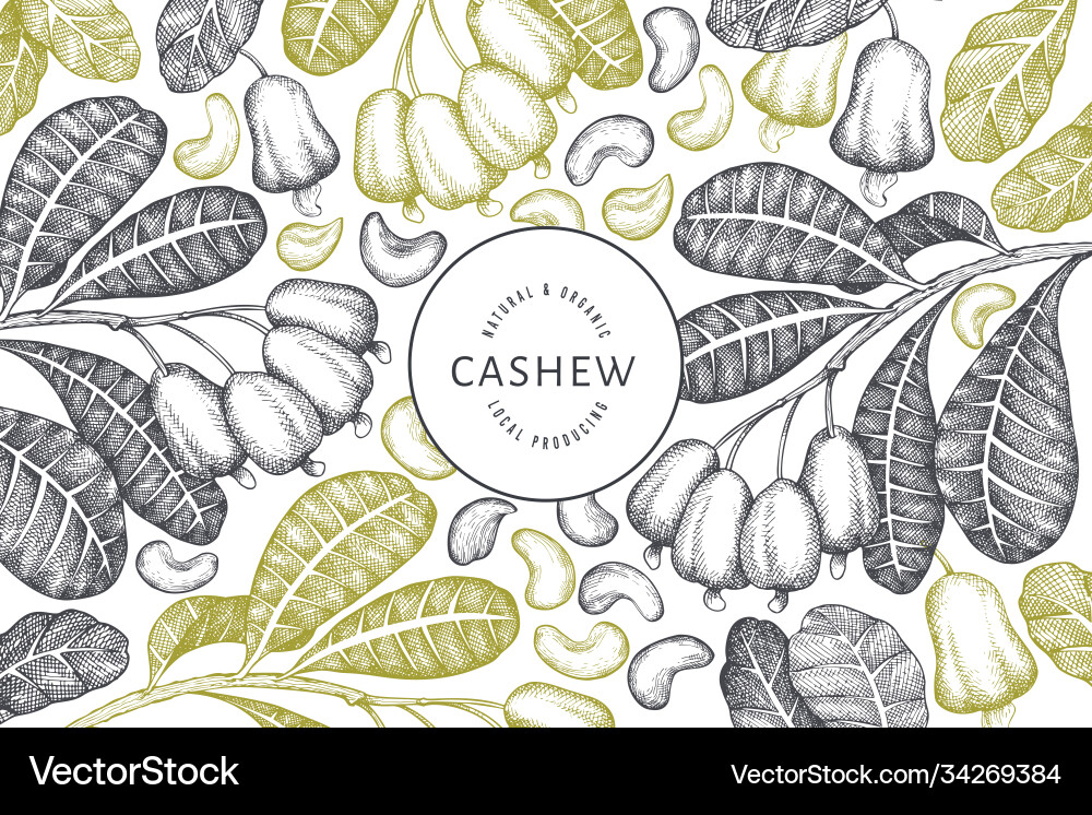 Hand drawn sketch cashew design template organic Vector Image