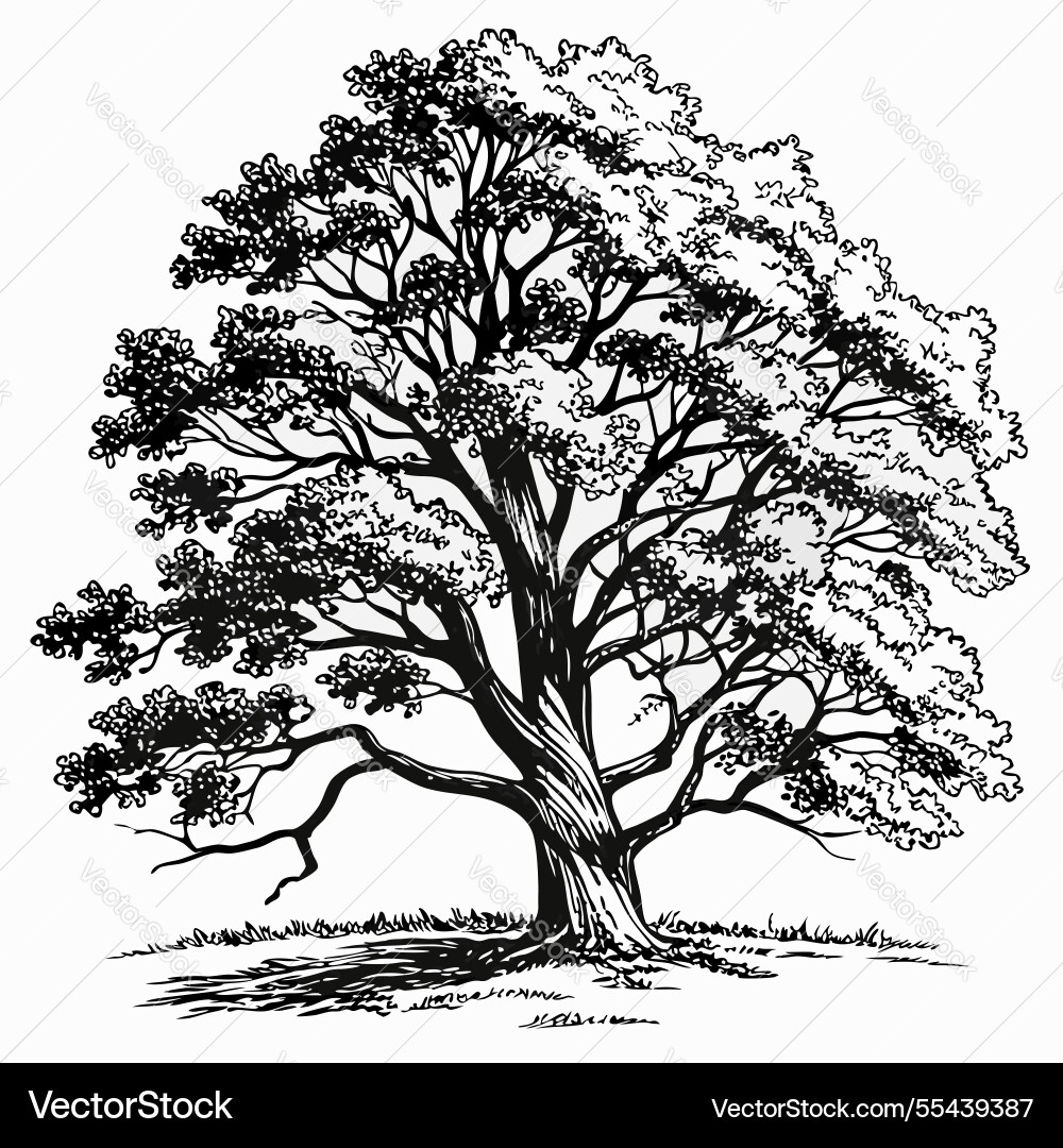 Maple tree oak branch silho Royalty Free Vector Image