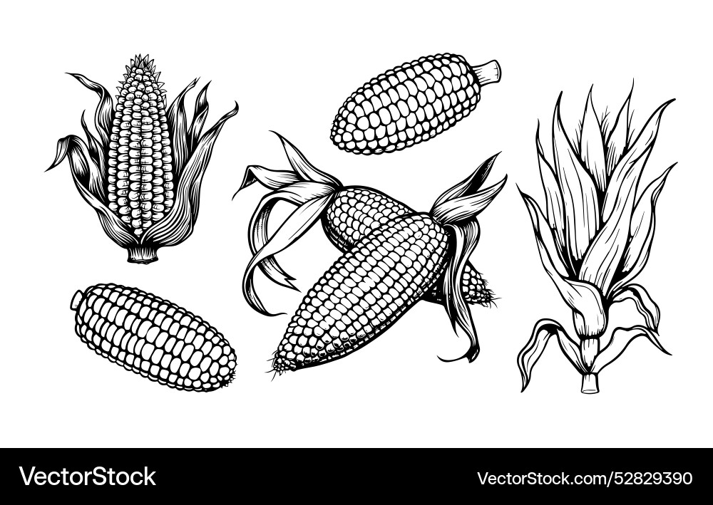 Drawing corn plant cob grains Royalty Free Vector Image