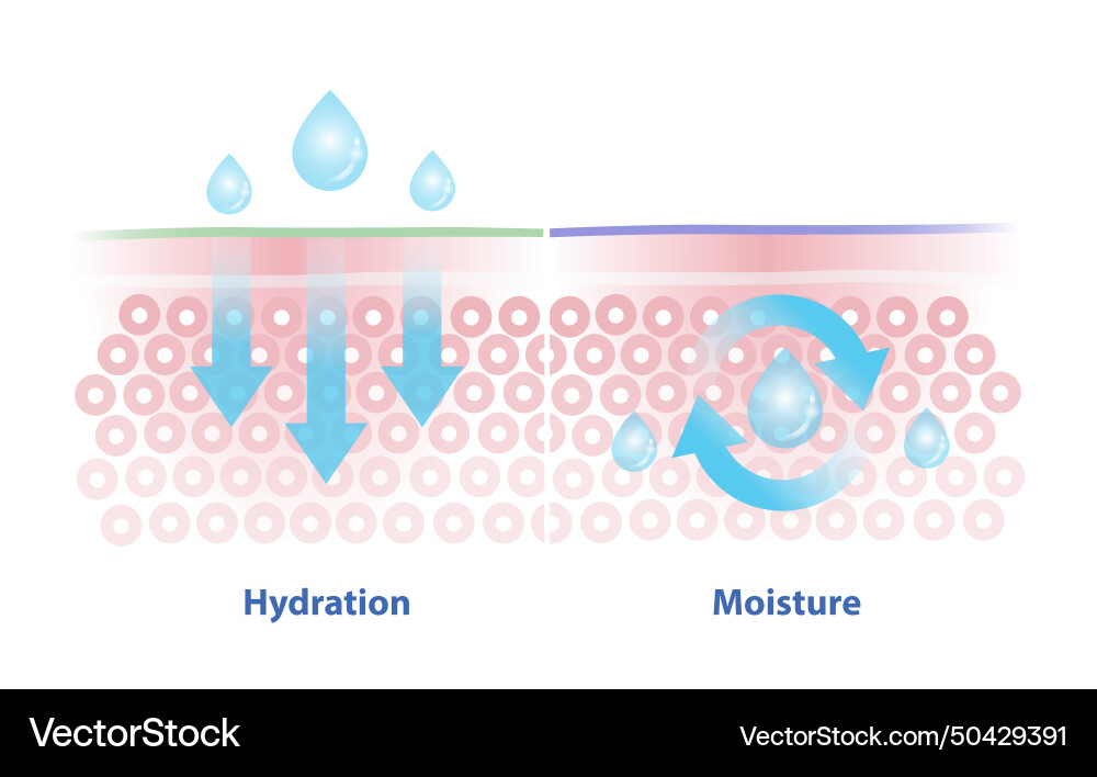 Comparison of hydration and moisture Royalty Free Vector