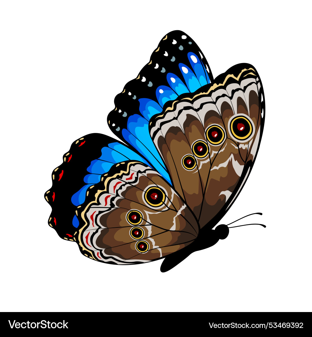 Blue morpho butterfly Royalty Free Vector Image