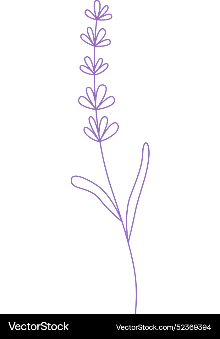 Lavender branch outline Royalty Free Vector Image