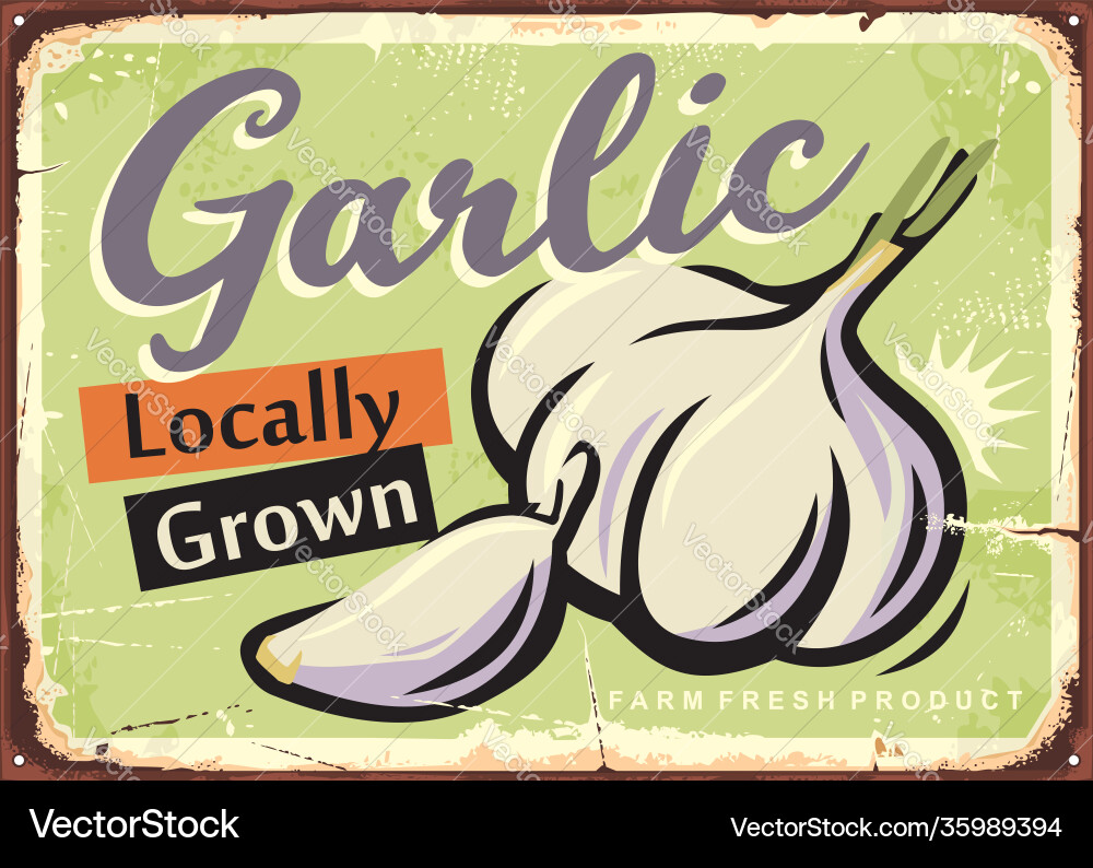Retro Garlic Sign - Farm Fresh Royalty Free Vector Image