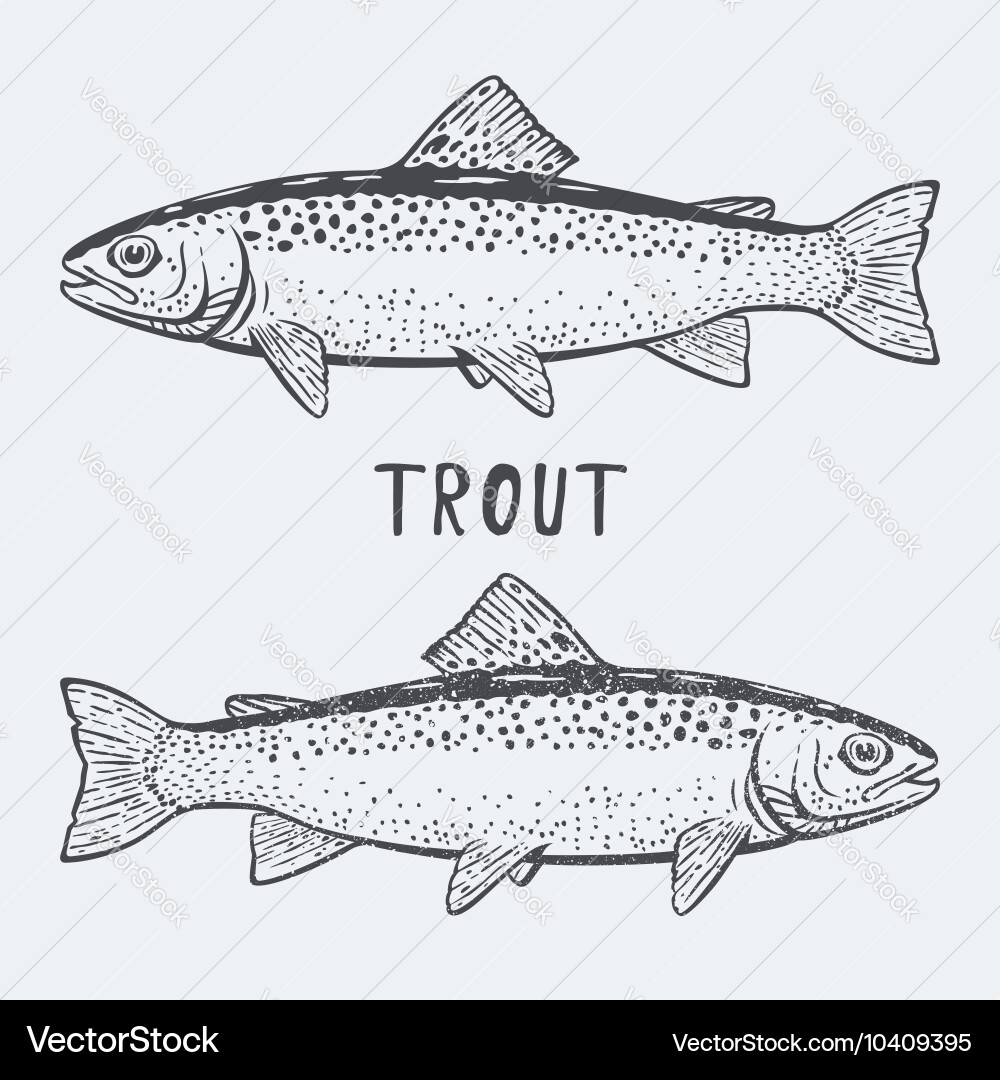 Colorful Trout Fish Artwork Royalty Free Vector Image