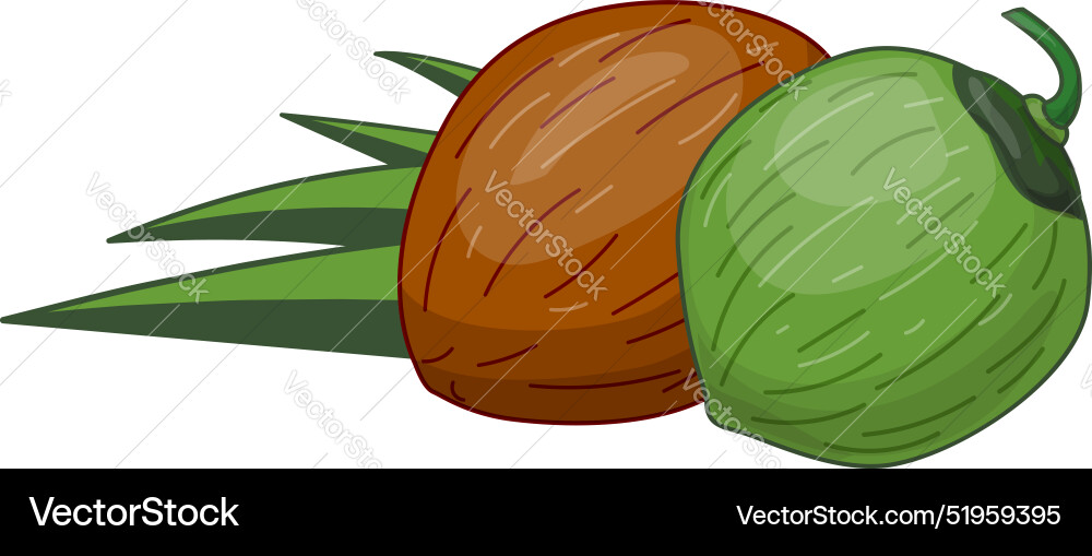 Two coconuts resting with palm tree leaves Vector Image