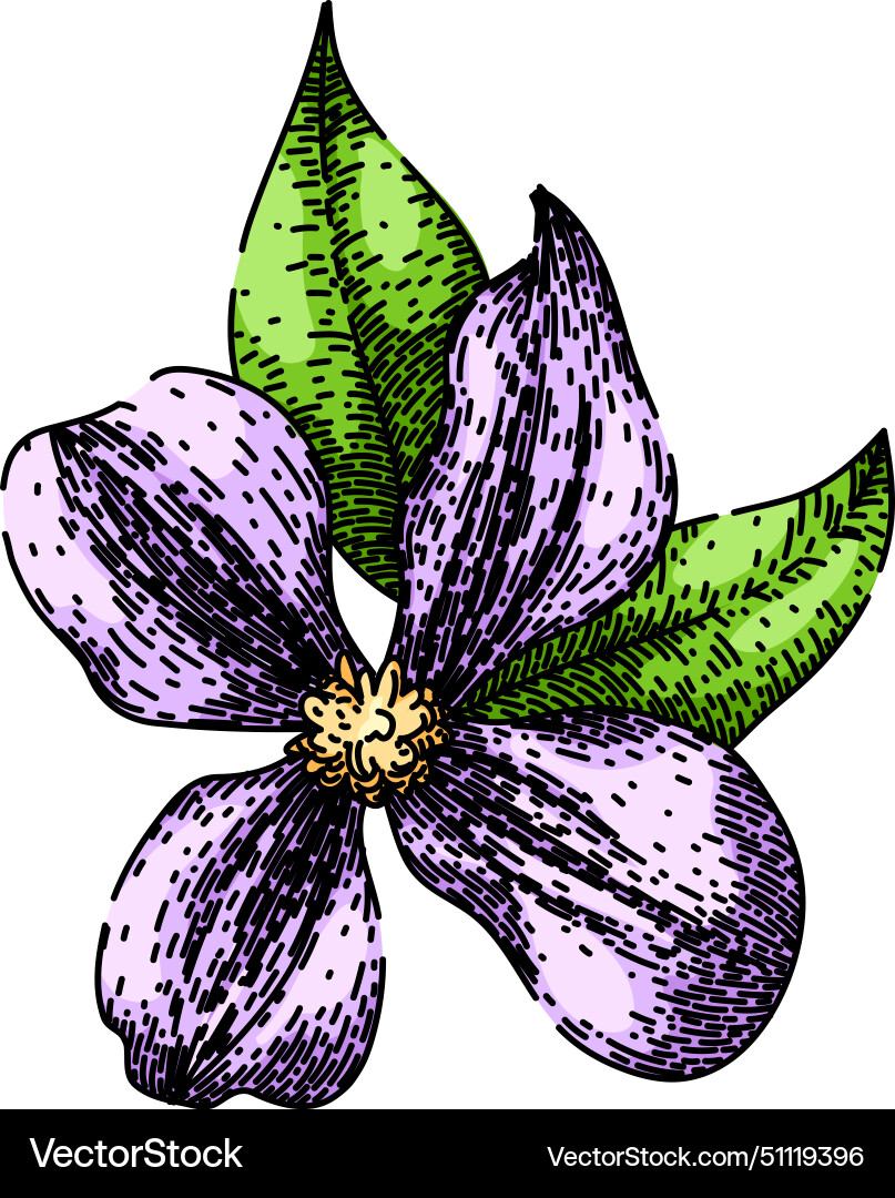 Purple clematis sketch hand drawn Royalty Free Vector Image
