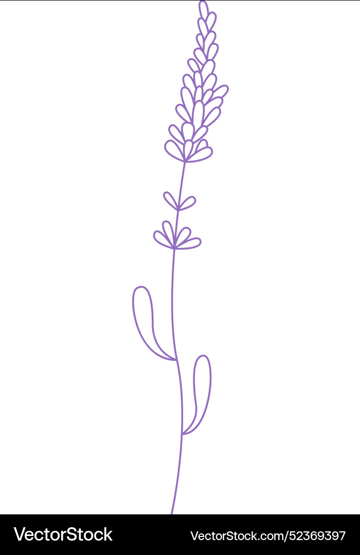 Line lavender branch Royalty Free Vector Image
