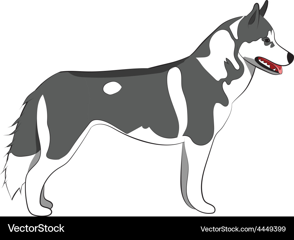 Adorable Husky Portrait Royalty Free Vector Image