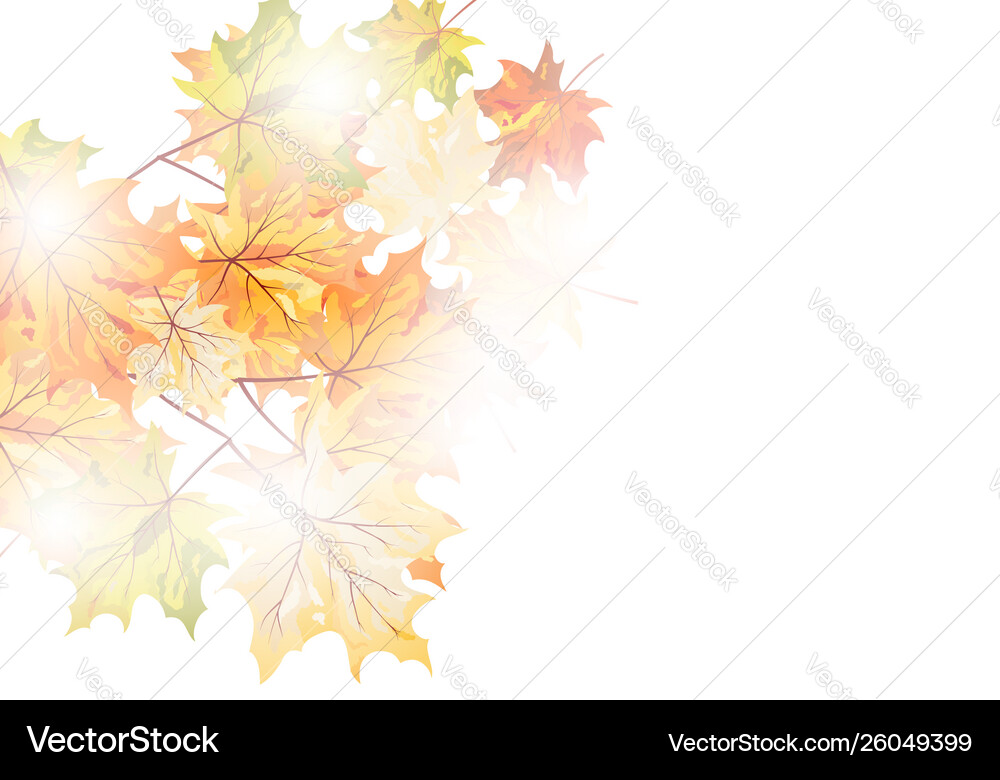 Autumn maple Royalty Free Vector Image - VectorStock