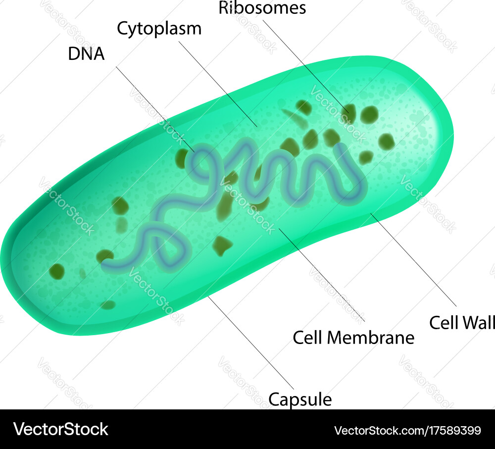Lactobacillus Bacteria Frontiers | Lactobacillus In Food Animal