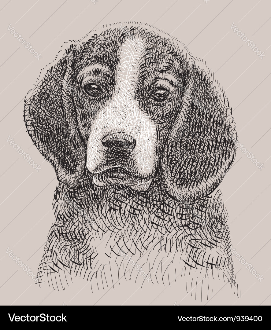 Detailed Dog Sketch Royalty Free Vector Image - VectorStock