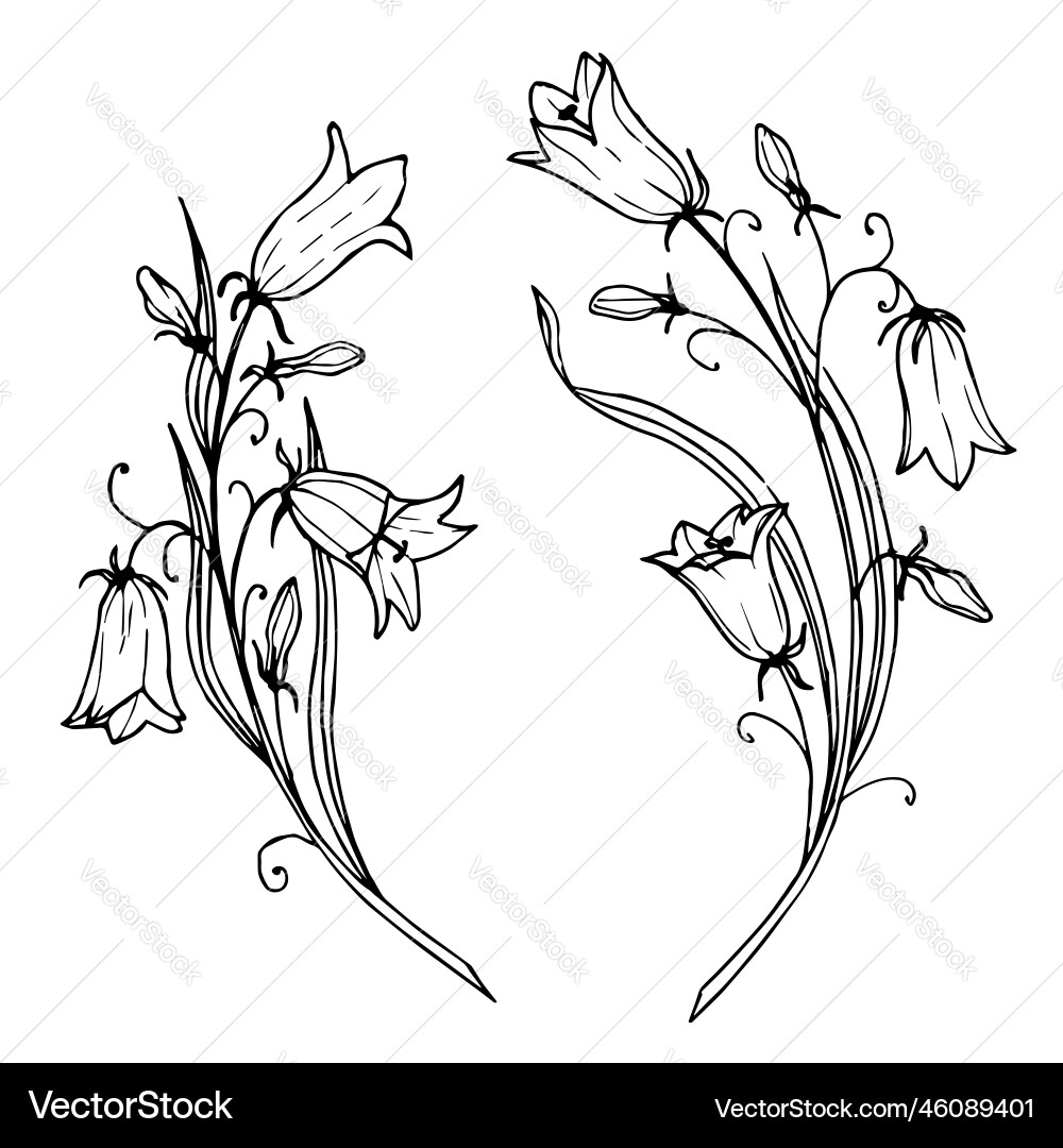 Bellflower drawing hand drawn Royalty Free Vector Image