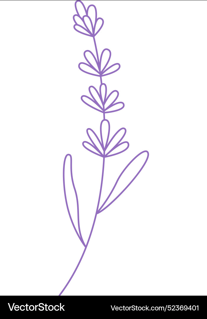 Lavender flower branch outline Royalty Free Vector Image