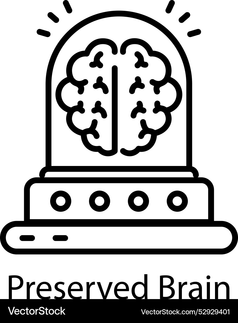 Preserved brain Royalty Free Vector Image - VectorStock