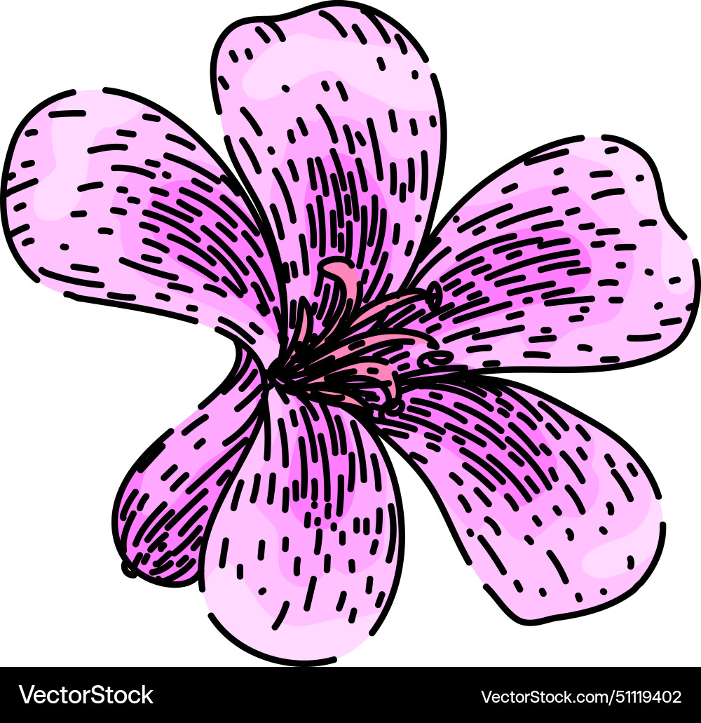 Garden geranium sketch hand drawn Royalty Free Vector Image