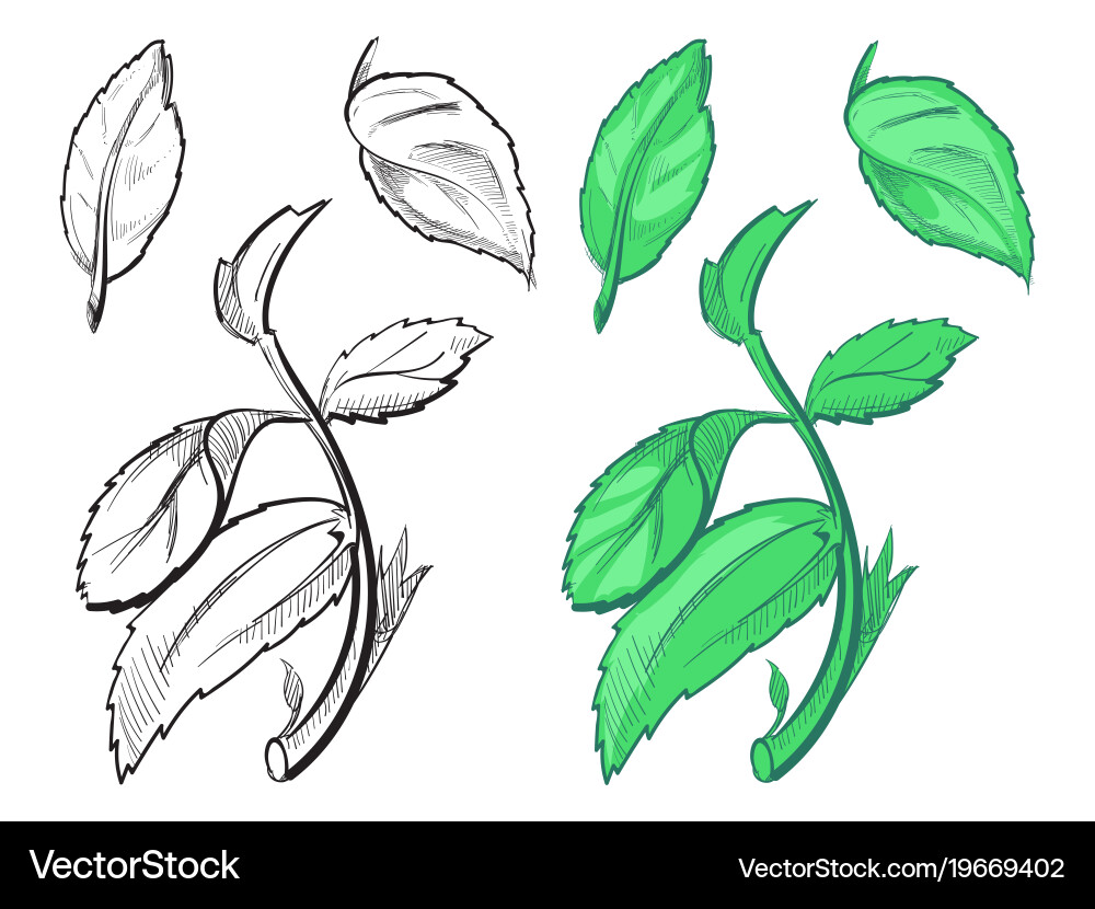 Hand drawn sketch of peppermint Royalty Free Vector Image