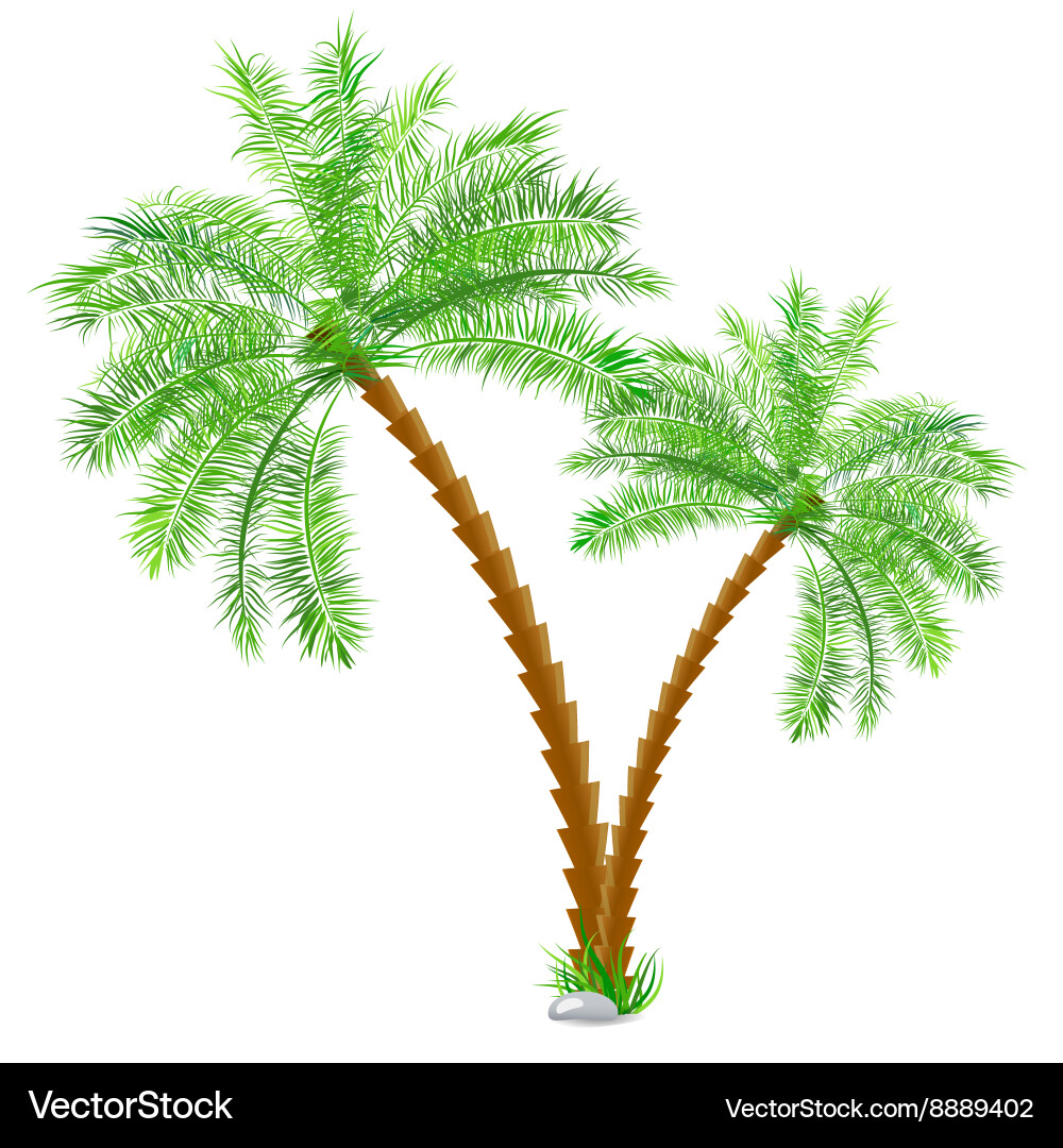 Tropical palm tree over white Royalty Free Vector Image