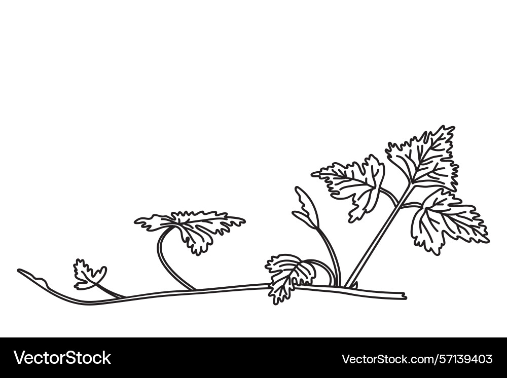 Line art botanical grapevine isolated on white Vector Image