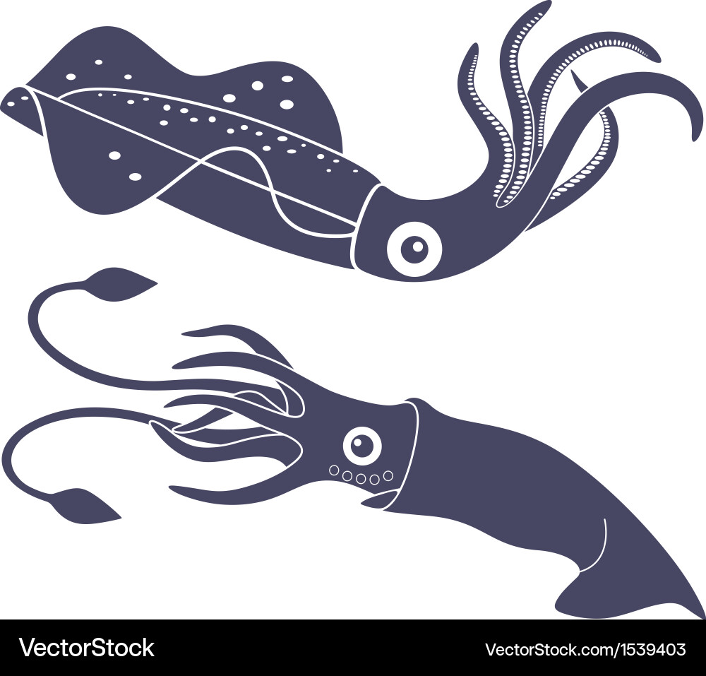 Squid Royalty Free Vector Image - VectorStock