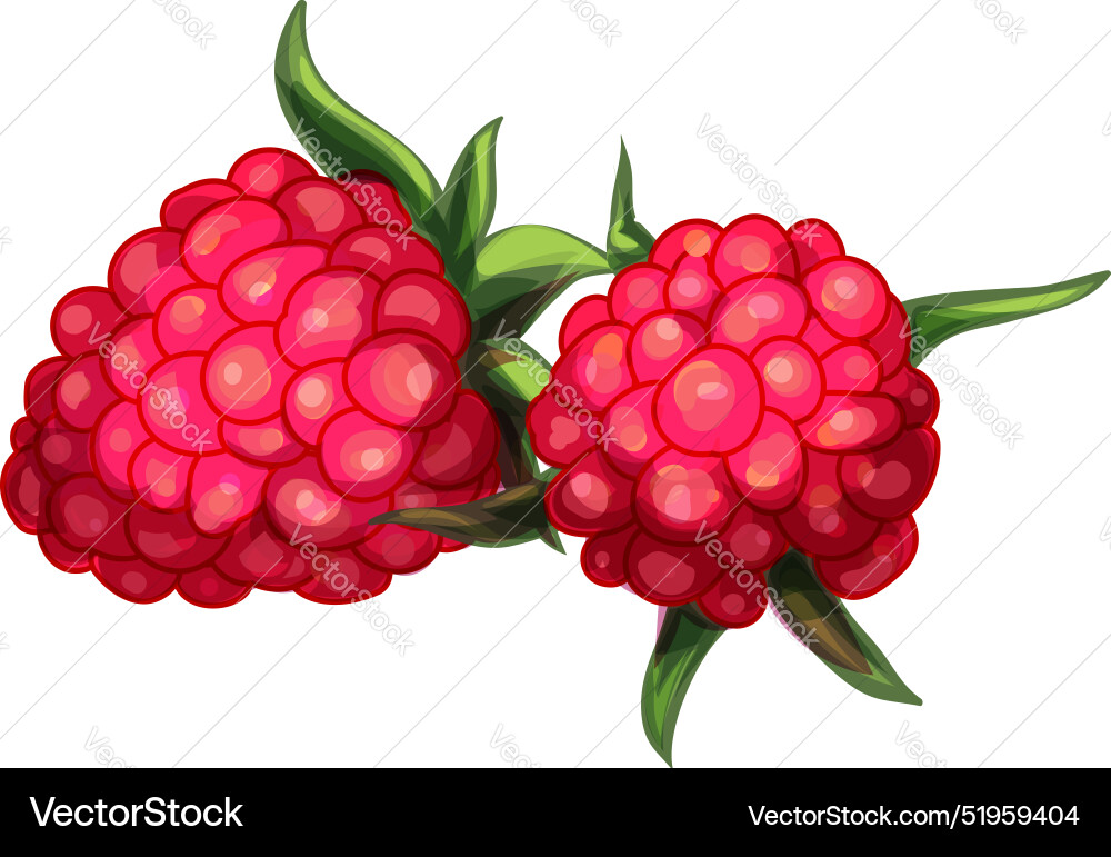 Two ripe raspberries growing on branch with green Vector Image