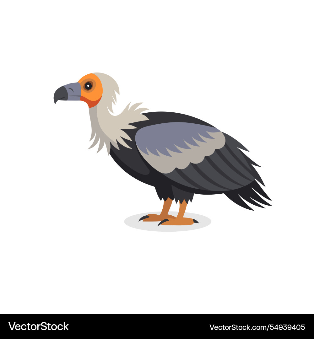 Andean condor bird isolated flat on white Vector Image