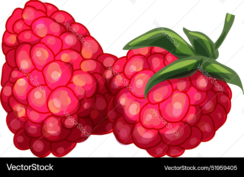 Two ripe red raspberries with green leaves Vector Image