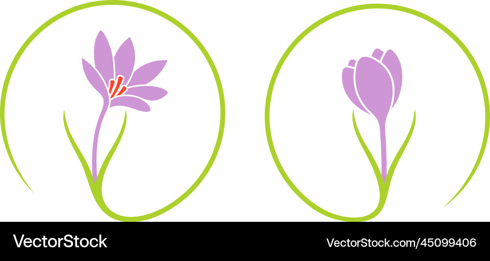 Saffron Royalty Free Vector Image - VectorStock