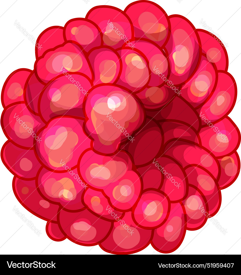 Fresh red raspberry showing tiny juicy bubbles Vector Image