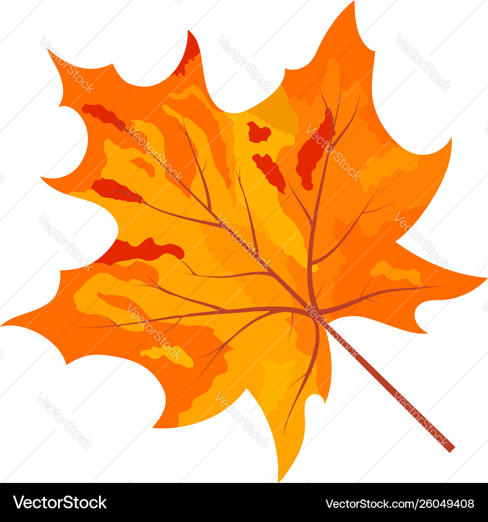 Autumn maple leaf Royalty Free Vector Image - VectorStock