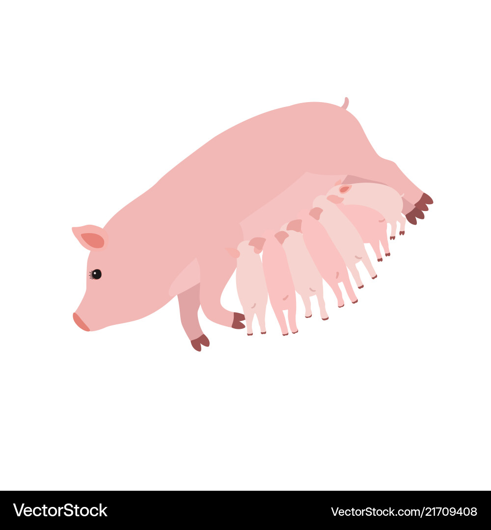 Pig Feeding Piglets - Cute Farm Scene Royalty Free Vector